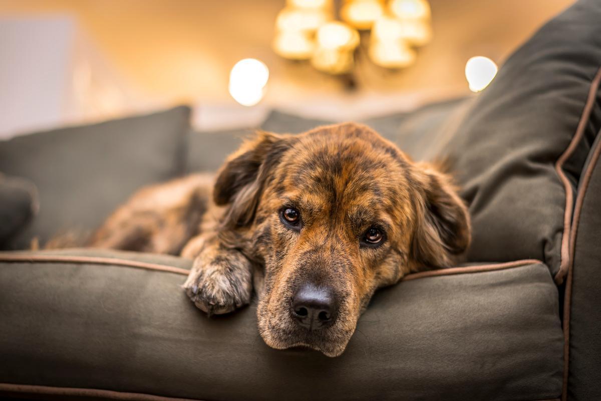 Leukopenia in Dogs - Low White Blood Cell Count Causes, Symptoms and ...