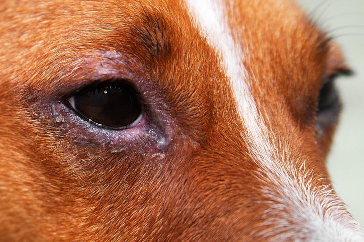 Blepharitis in Dogs - Causes, Symptoms and Treatment