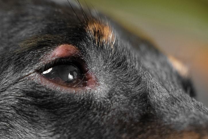 Blepharitis in Dogs - Causes, Symptoms and Treatment