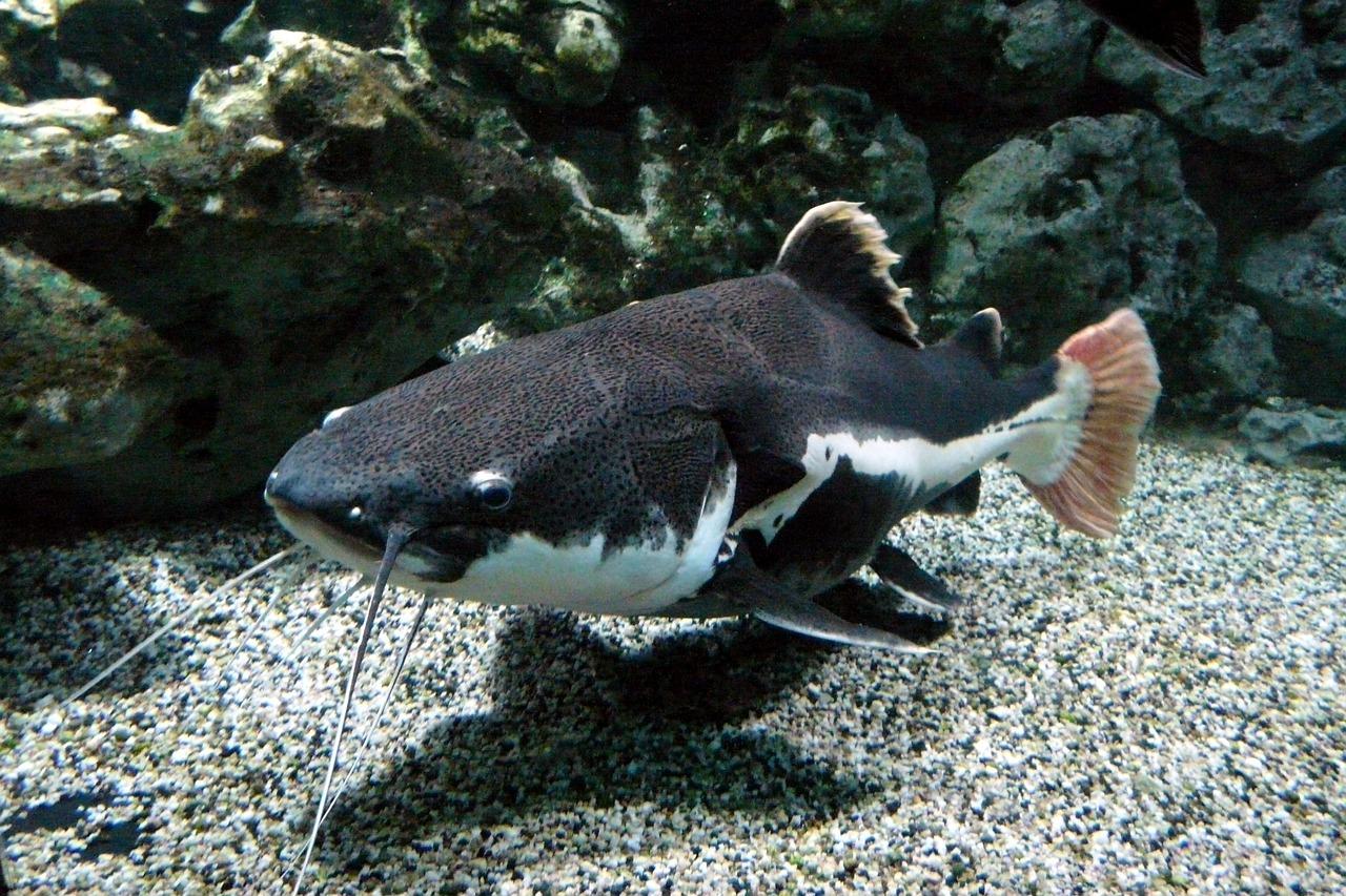 Are Catfish Dangerous to Humans? - Attacks and Poisonous Catfish