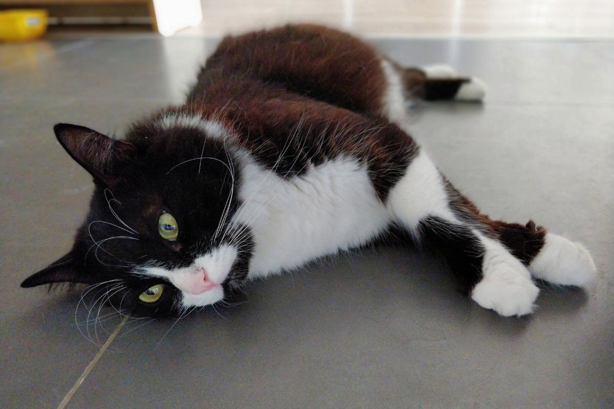 What Your Cat’s Color Says About Its Personality - Cat Colors Explained