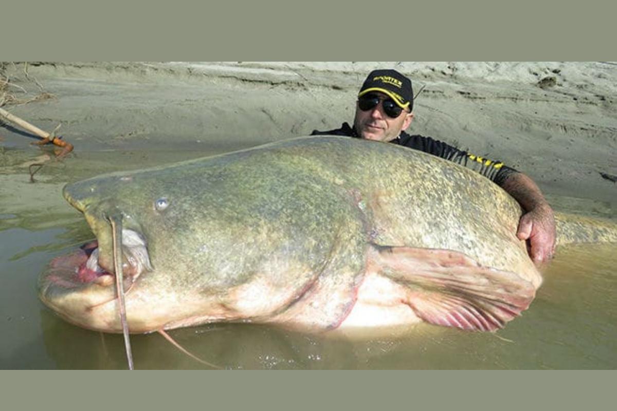 Are Catfish Dangerous to Humans? - Attacks and Poisonous Catfish