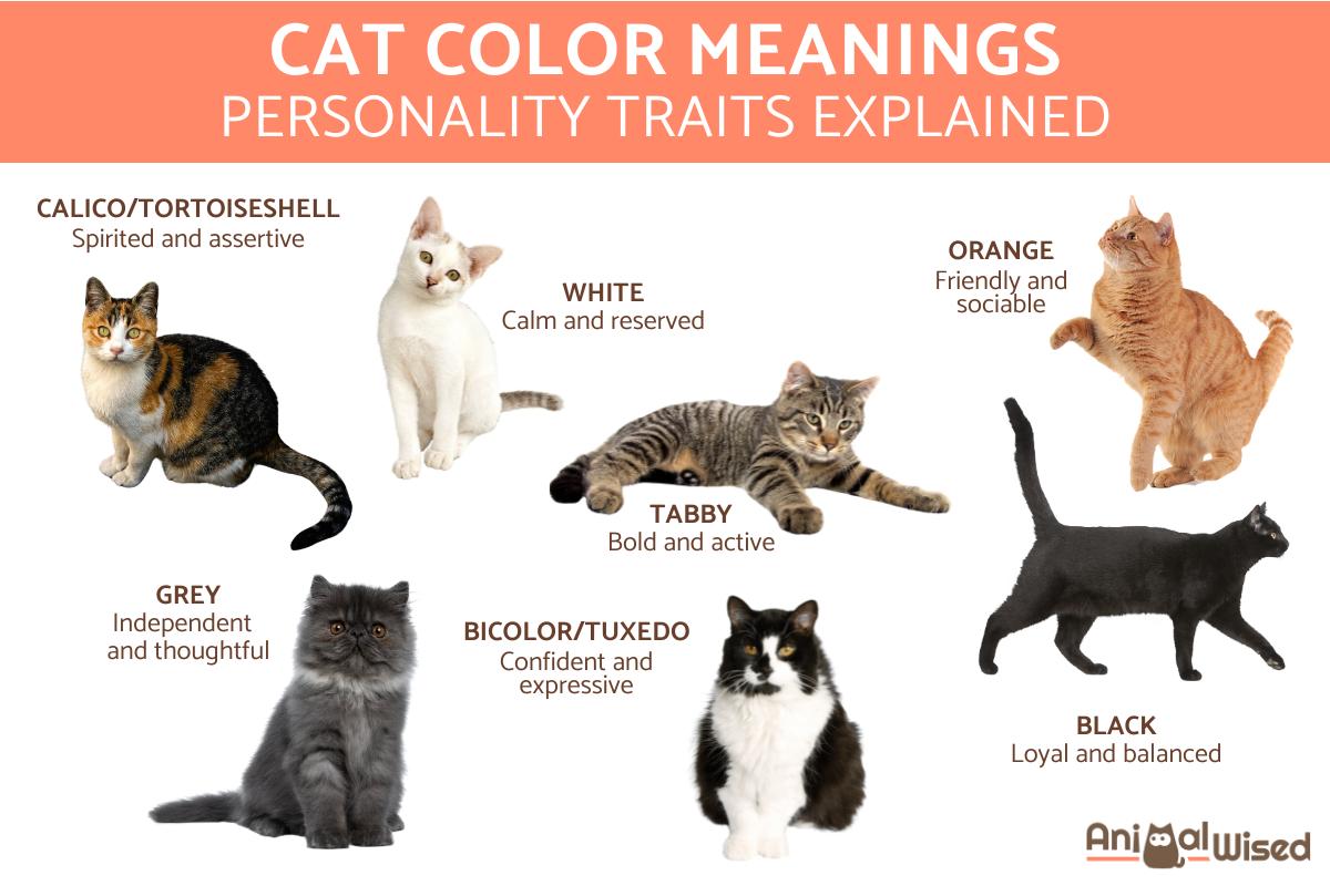 different cat colorings