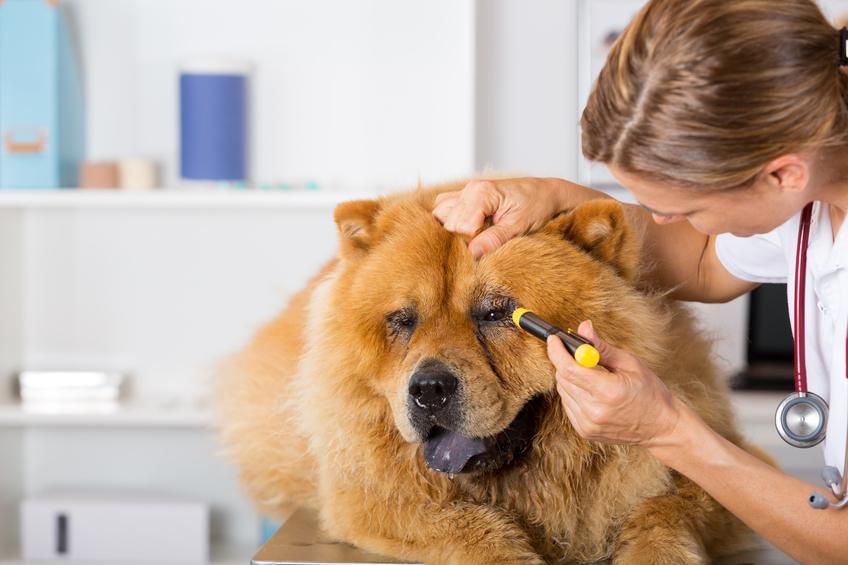 Canine Uveitis - Causes, Symptoms and Treatment