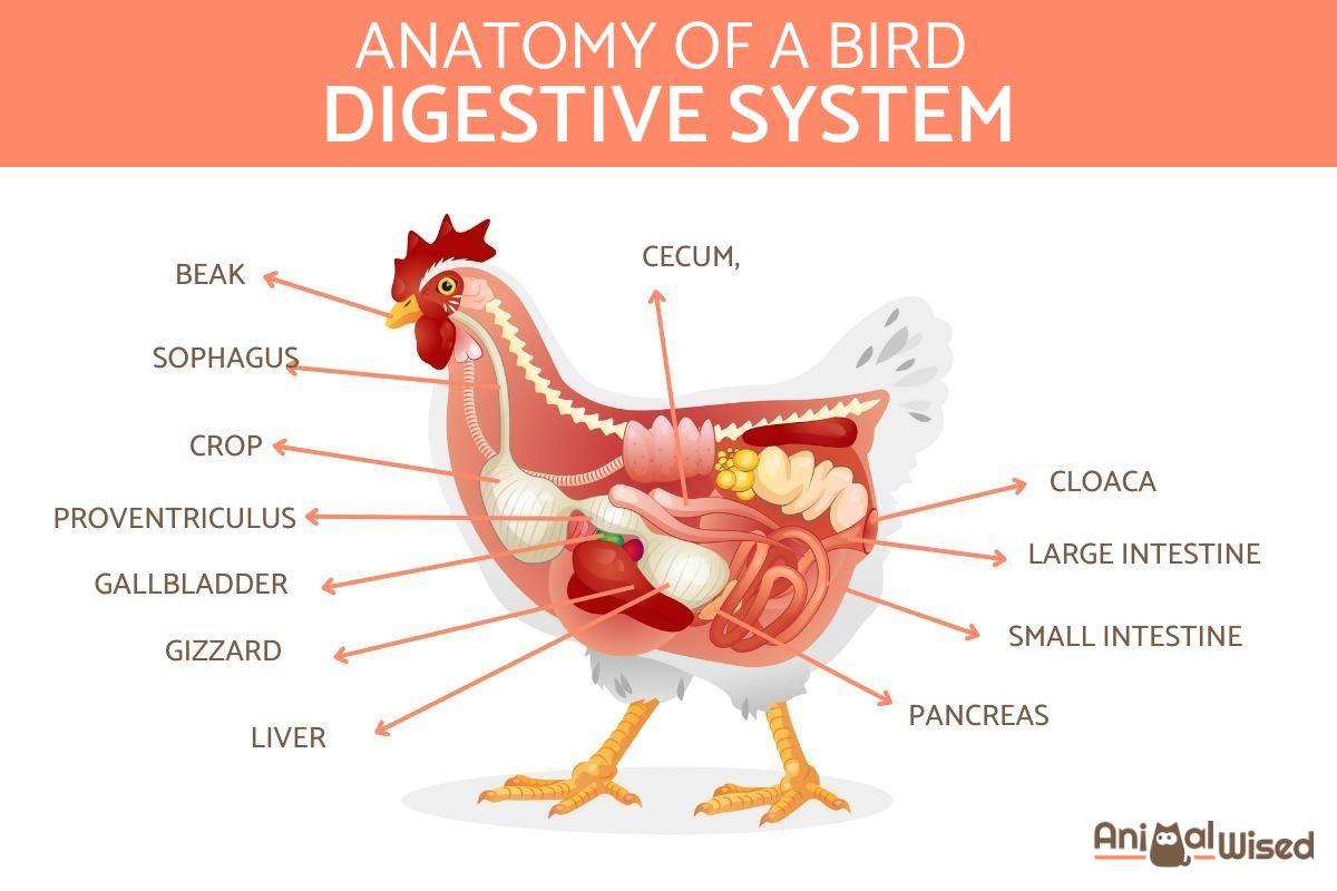 Parts of a Bird - Discovering the Essential Parts of a Bird’s Body