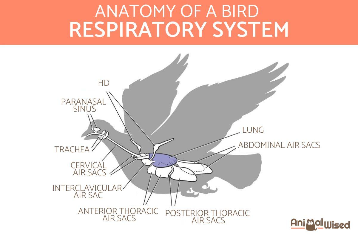Parts of a Bird - Discovering the Essential Parts of a Bird’s Body