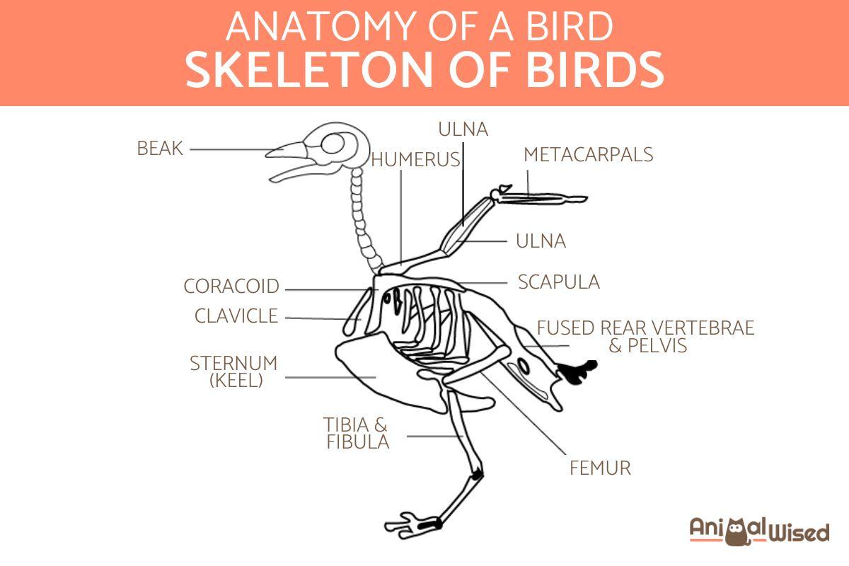 Parts of a Bird - Discovering the Essential Parts of a Bird’s Body