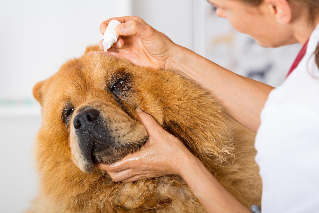 Canine Uveitis - Causes, Symptoms and Treatment