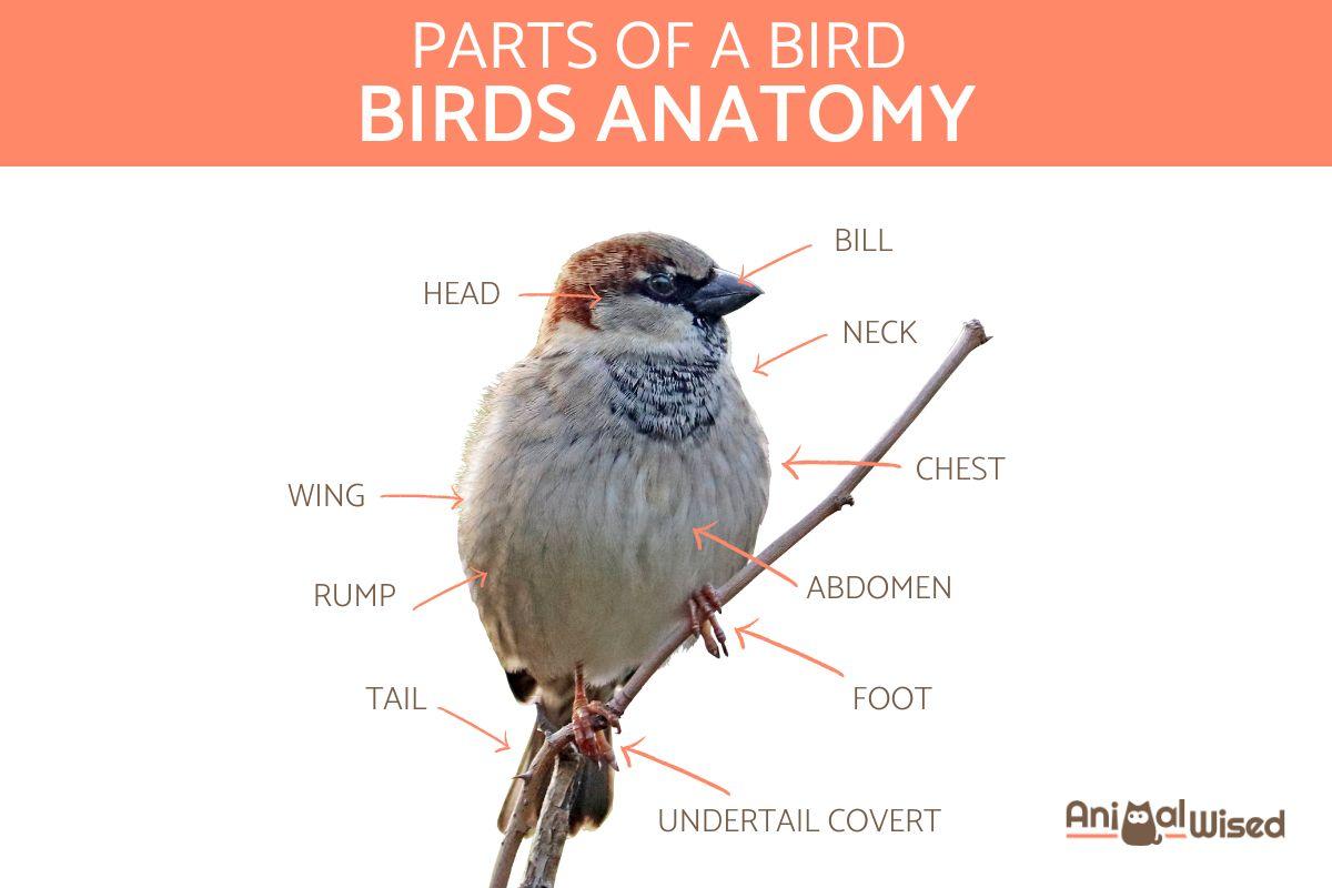 Parts of a Bird - Discovering the Essential Parts of a Bird’s Body