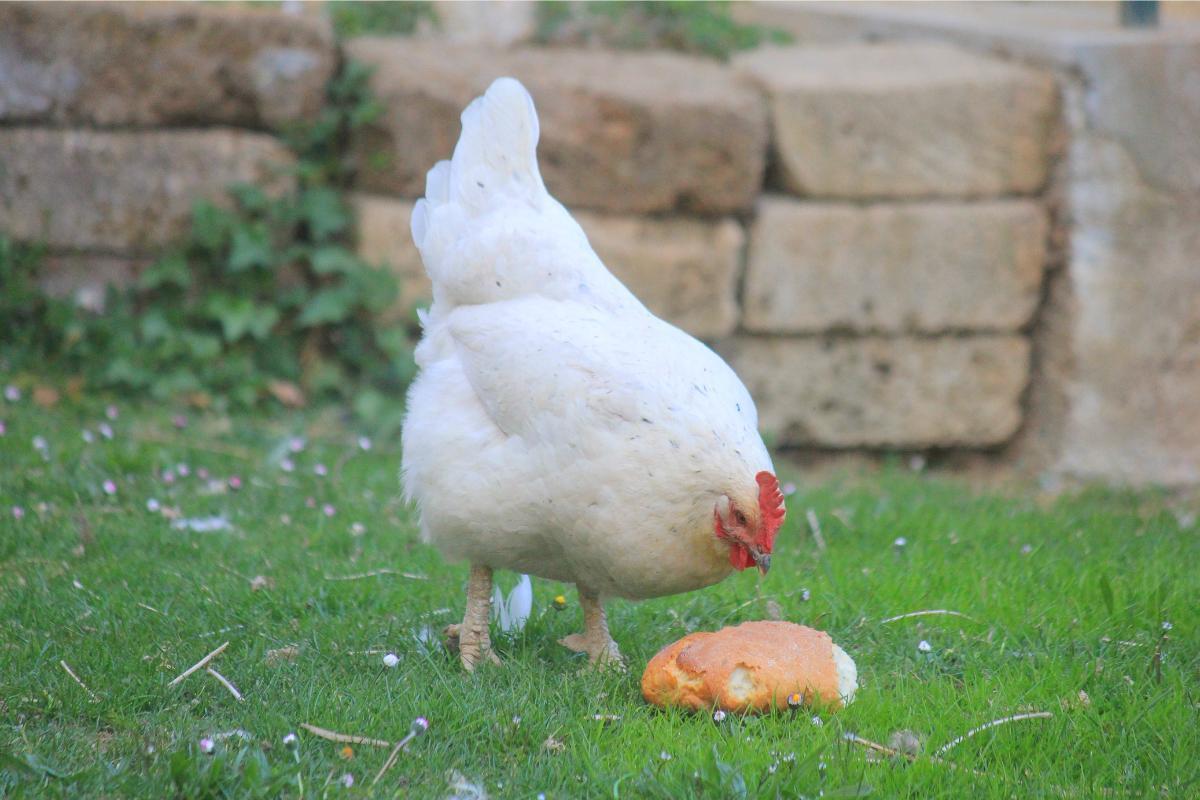 Feeding Chickens Bread - Benefits, Quantity, and Best Practices