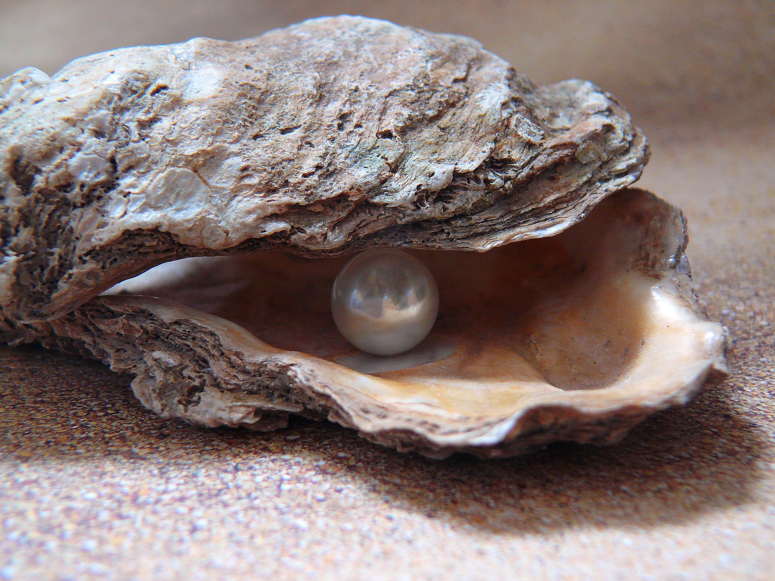 Do Oysters Die When Their Pearls Are Harvested? - Extracting Pearls