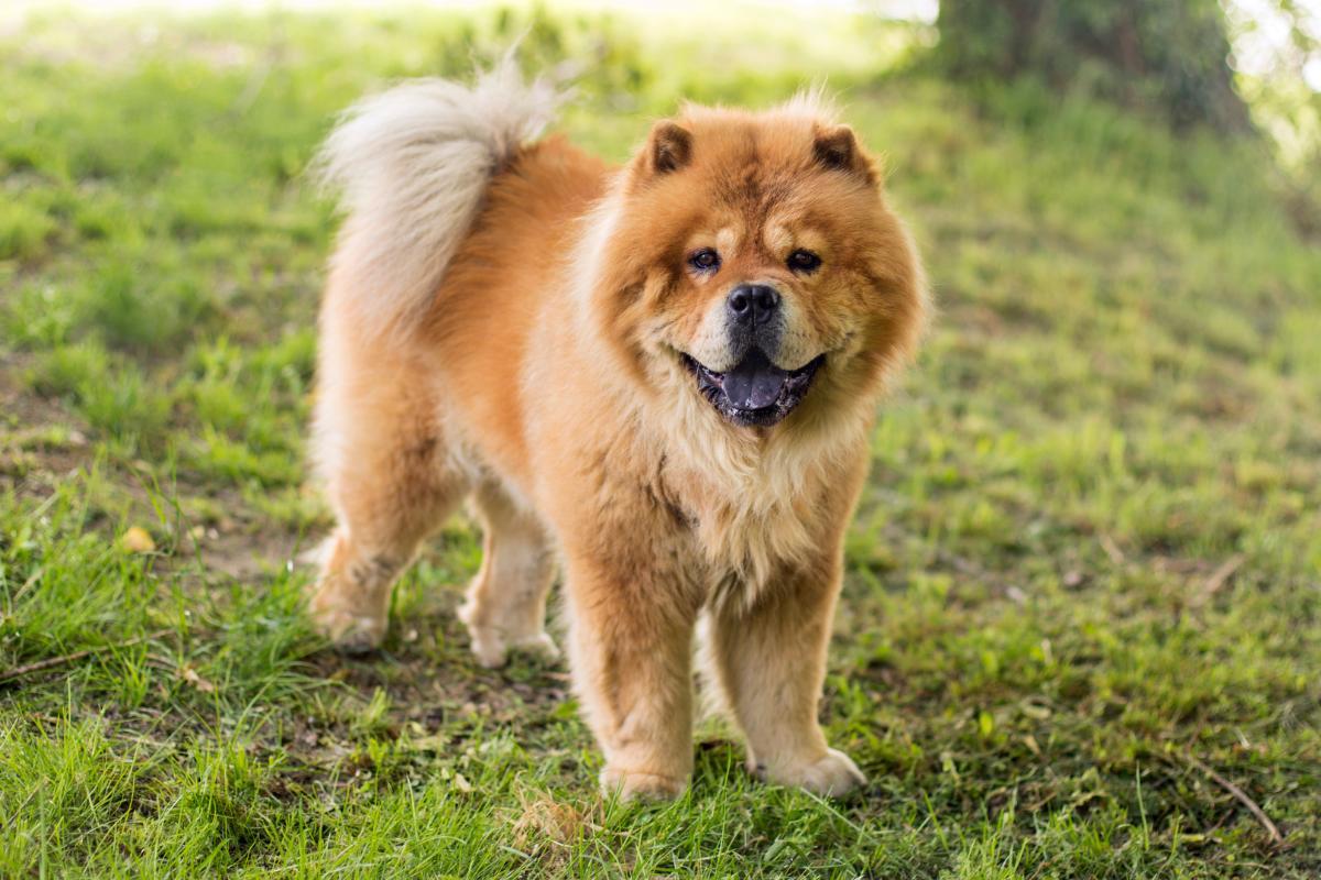 10 Spitz Dog Breeds - Appearance, Temperament & More (with Photos)