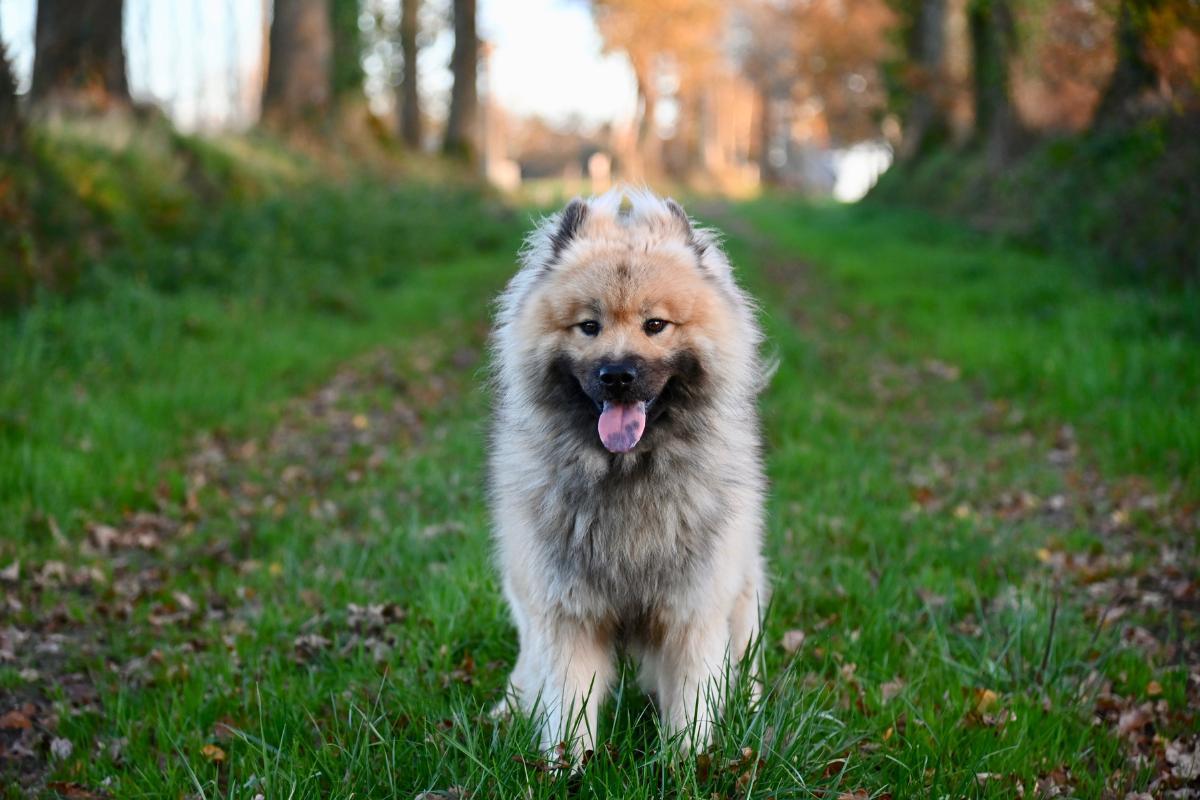 10 Spitz Dog Breeds - Appearance, Temperament & More (with Photos)