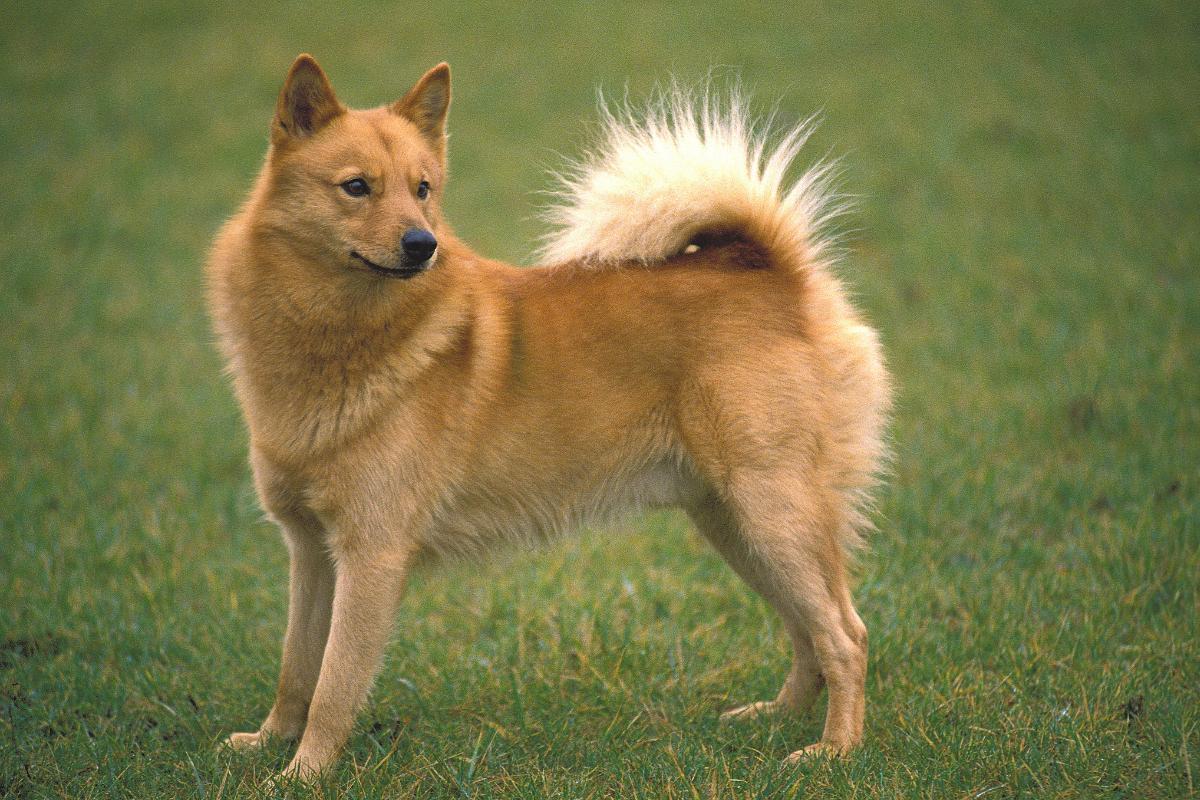 10 Spitz Dog Breeds - Appearance, Temperament & More (with Photos)