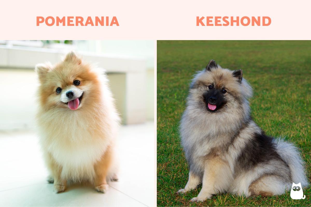 10 Spitz Dog Breeds - Appearance, Temperament & More (with Photos)