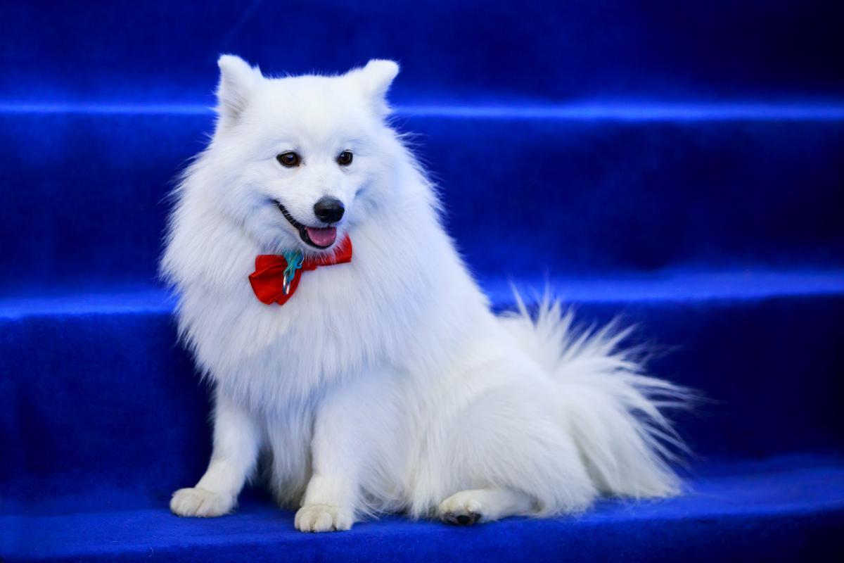 10 Spitz Dog Breeds - Appearance, Temperament & More (with Photos)
