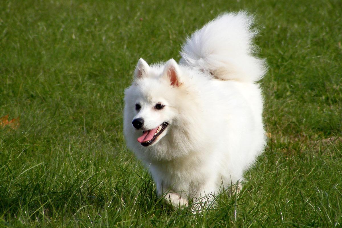 10 Spitz Dog Breeds - Appearance, Temperament & More (with Photos)