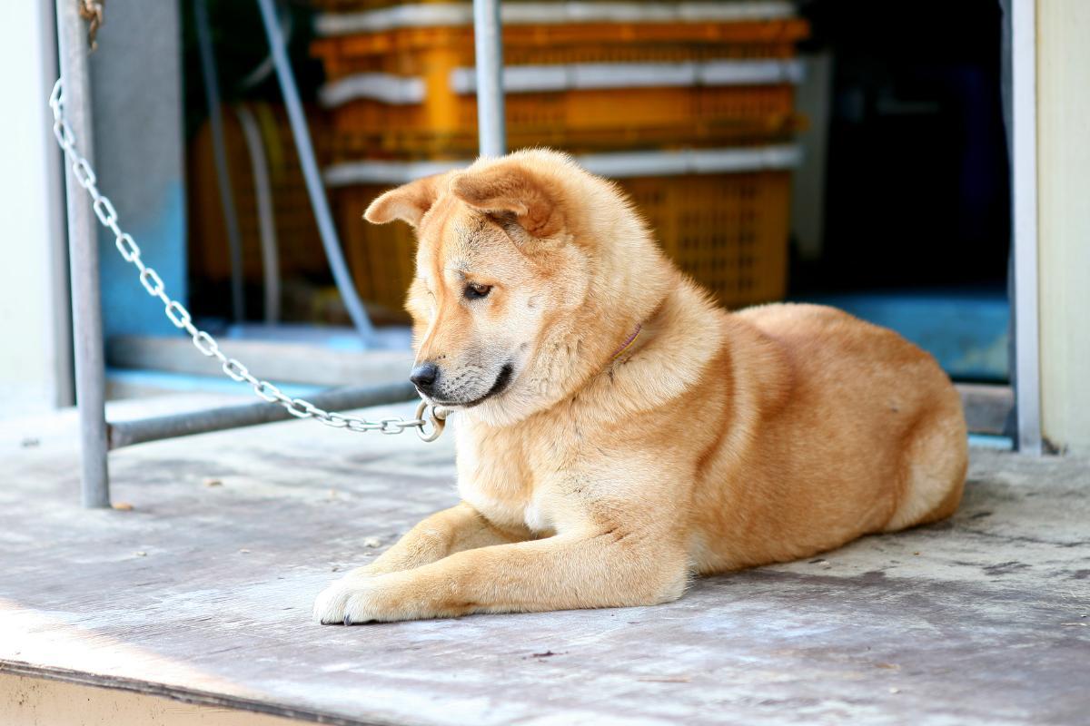 10 Spitz Dog Breeds - Appearance, Temperament & More (with Photos)