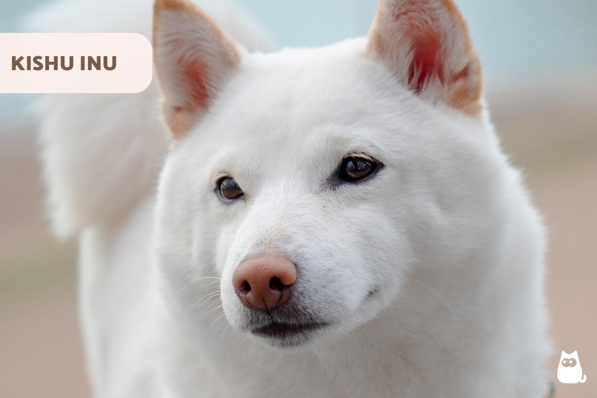 10 Spitz Dog Breeds - Appearance, Temperament & More (with Photos)