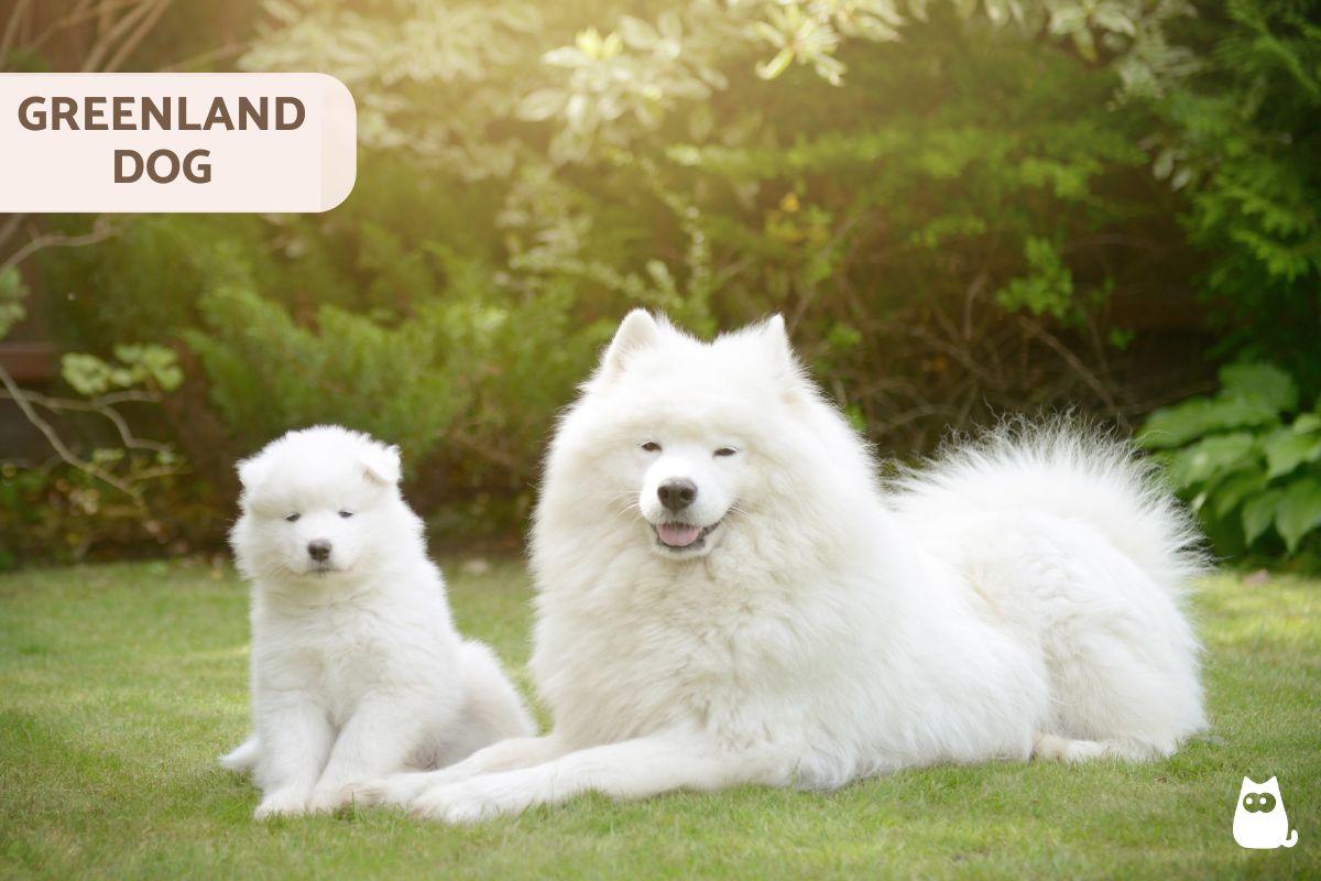 10 Spitz Dog Breeds - Appearance, Temperament & More (with Photos)