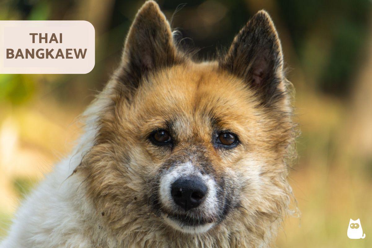 10 Spitz Dog Breeds - Appearance, Temperament & More (with Photos)