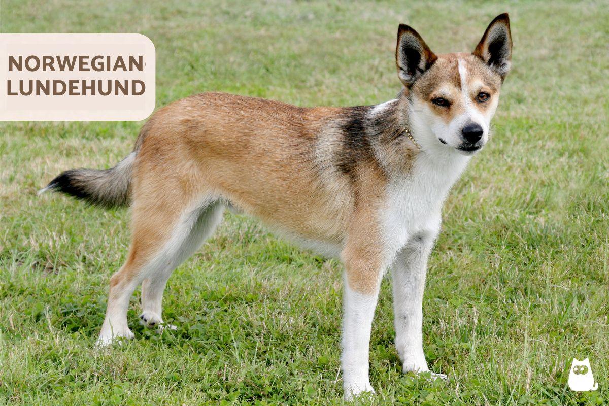 10 Spitz Dog Breeds - Appearance, Temperament & More (with Photos)