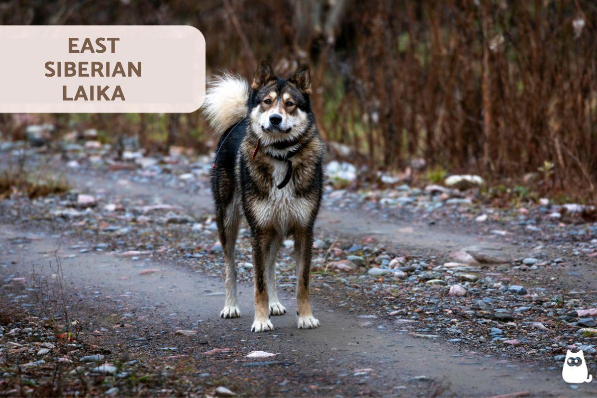 10 Spitz Dog Breeds - Appearance, Temperament & More (with Photos)