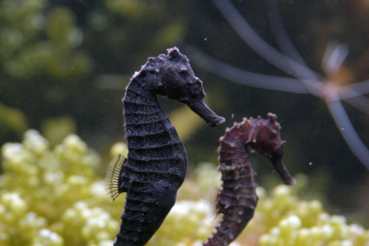 How Seahorses Give Birth - A Closer Look at Seahorse Reproduction