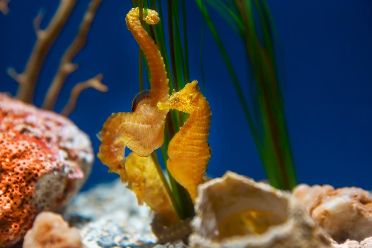 How Seahorses Give Birth - A Closer Look at Seahorse Reproduction