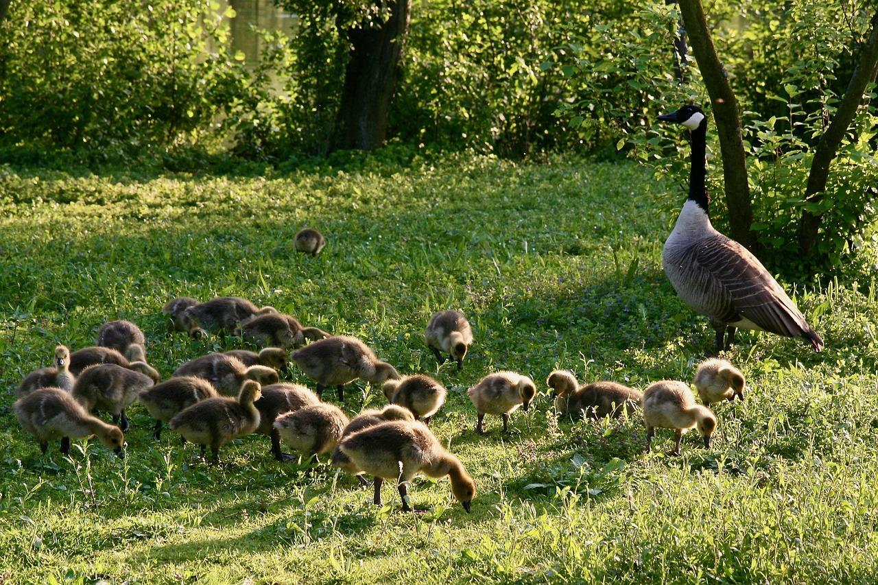What Do Canada Geese Eat? - Canada Goose Diet