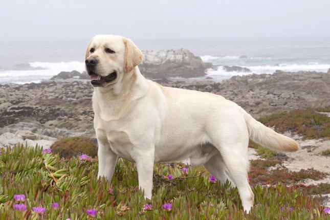 Different Types of Labrador Retrievers - All Types of Labs with Photos