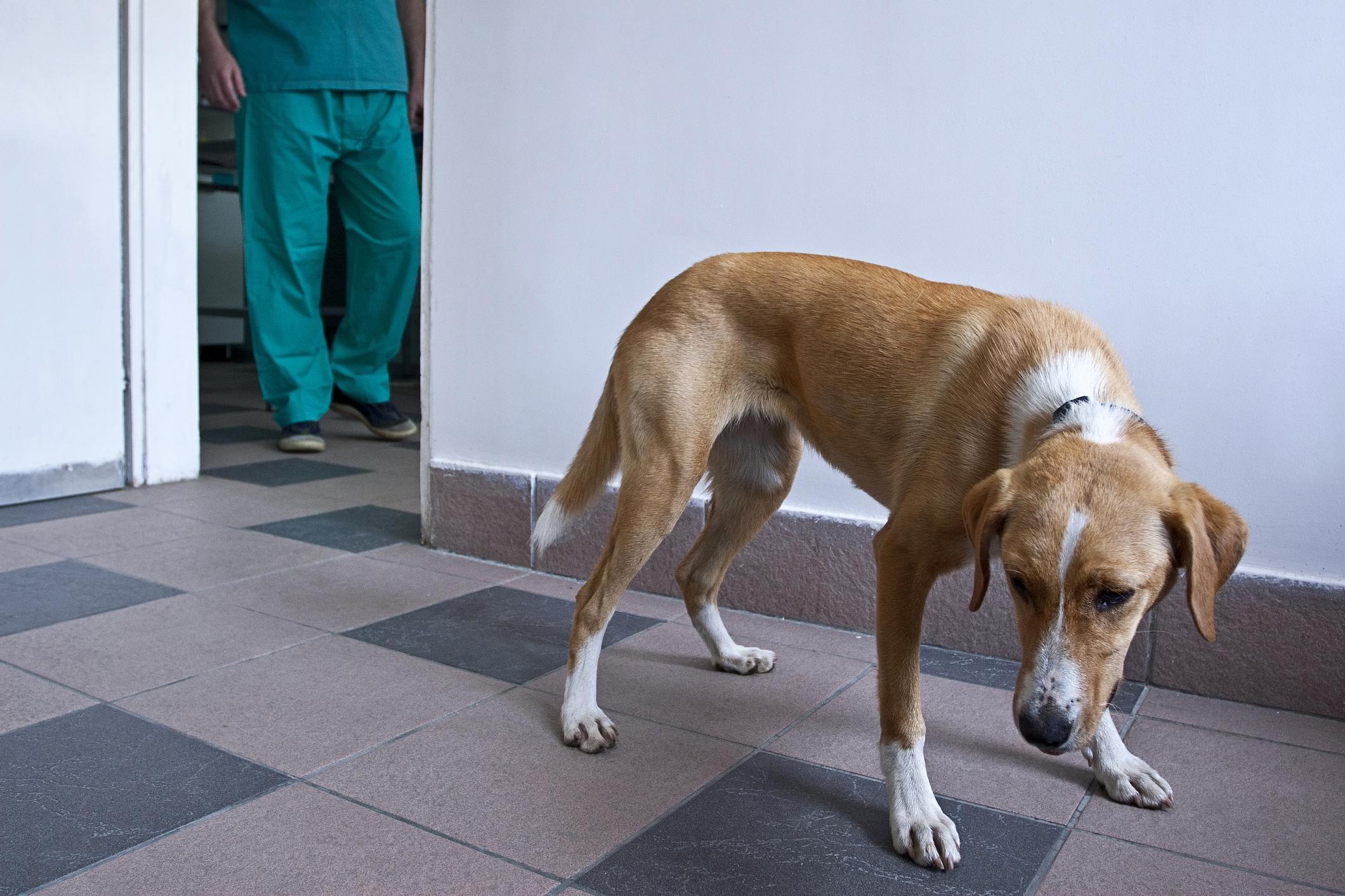 Tetanus in Dogs - Symptoms, Treatment, Infection and Prevention