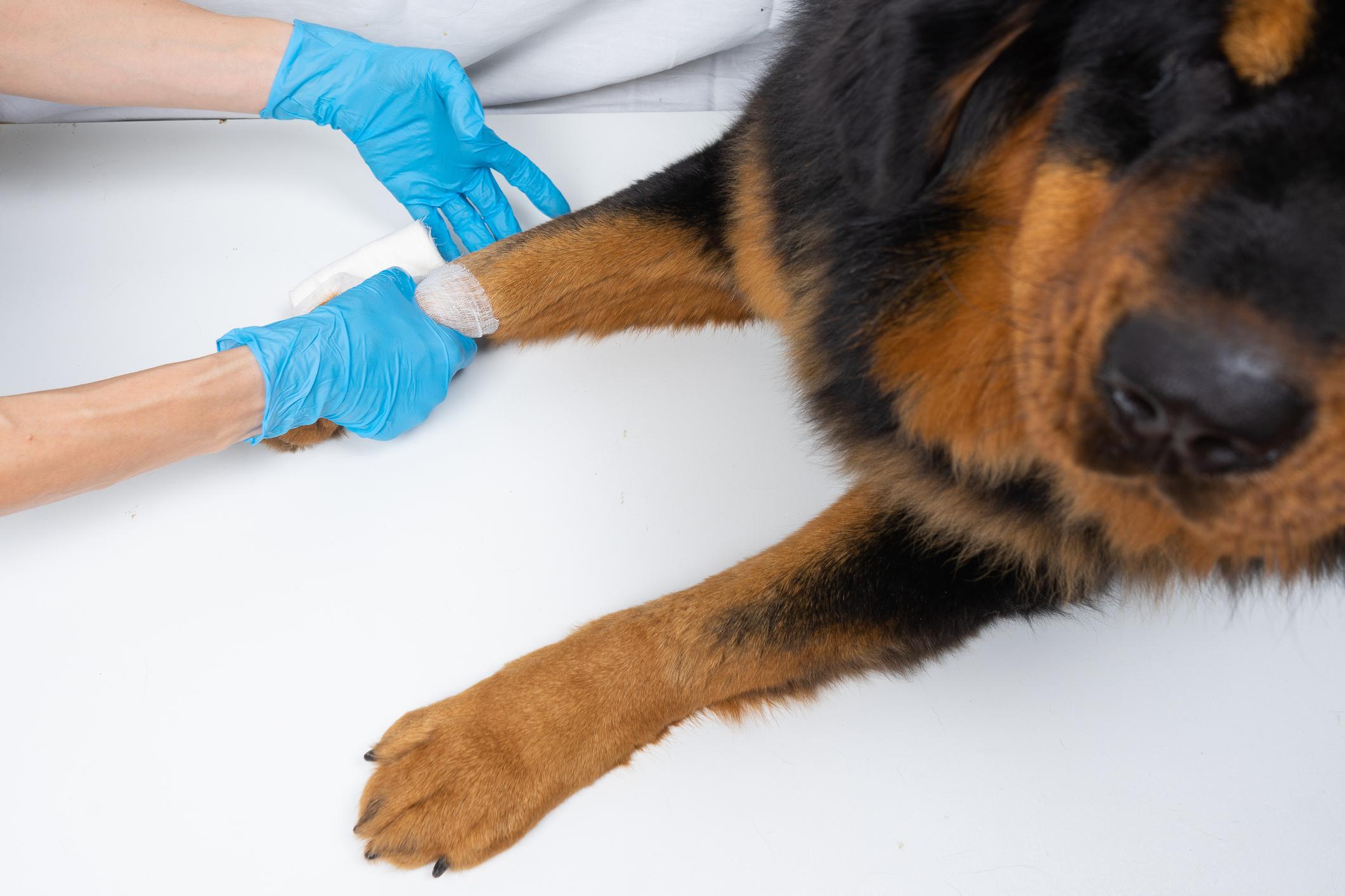 Tetanus in Dogs - Symptoms, Treatment, Infection and Prevention