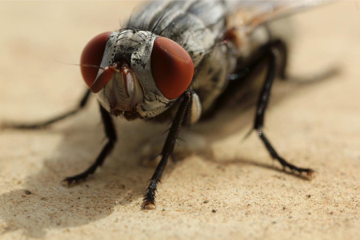 Do Flies Sleep? - Exploring the Sleep Patterns of Flies
