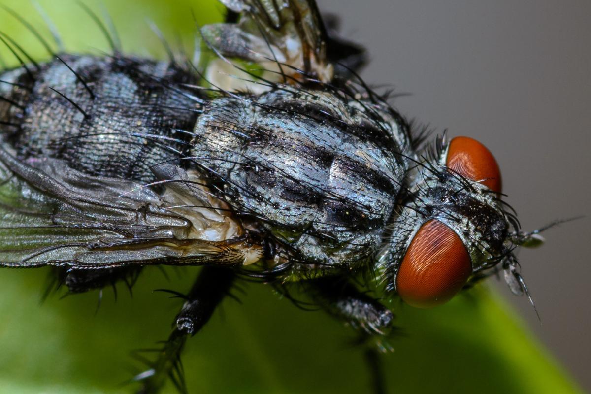 Do Flies Sleep? - Exploring the Sleep Patterns of Flies