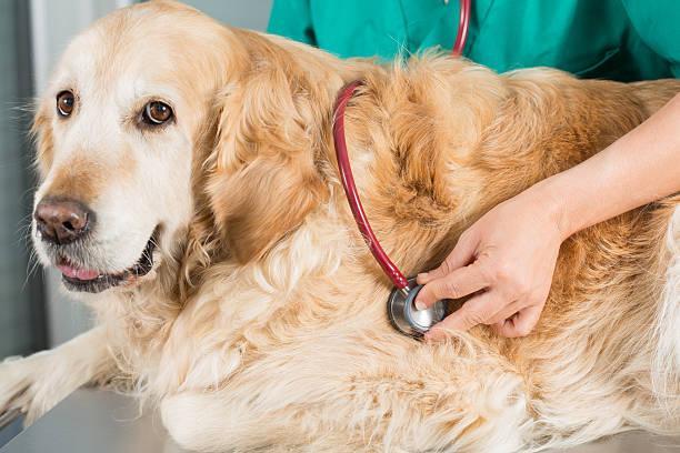 Enlarged Spleen in Dogs - Causes, Symptoms and Treatment