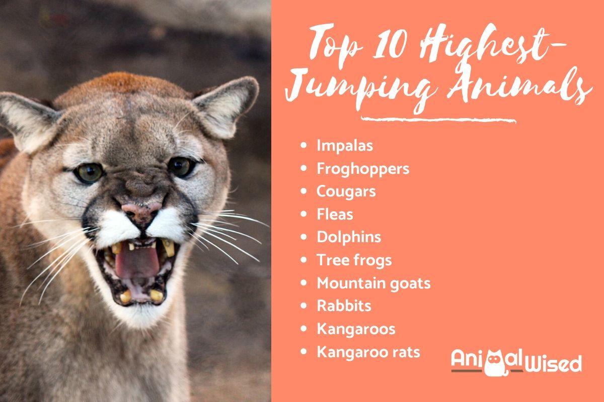 The 10 Highest-Jumping Animals in the World - With Pictures