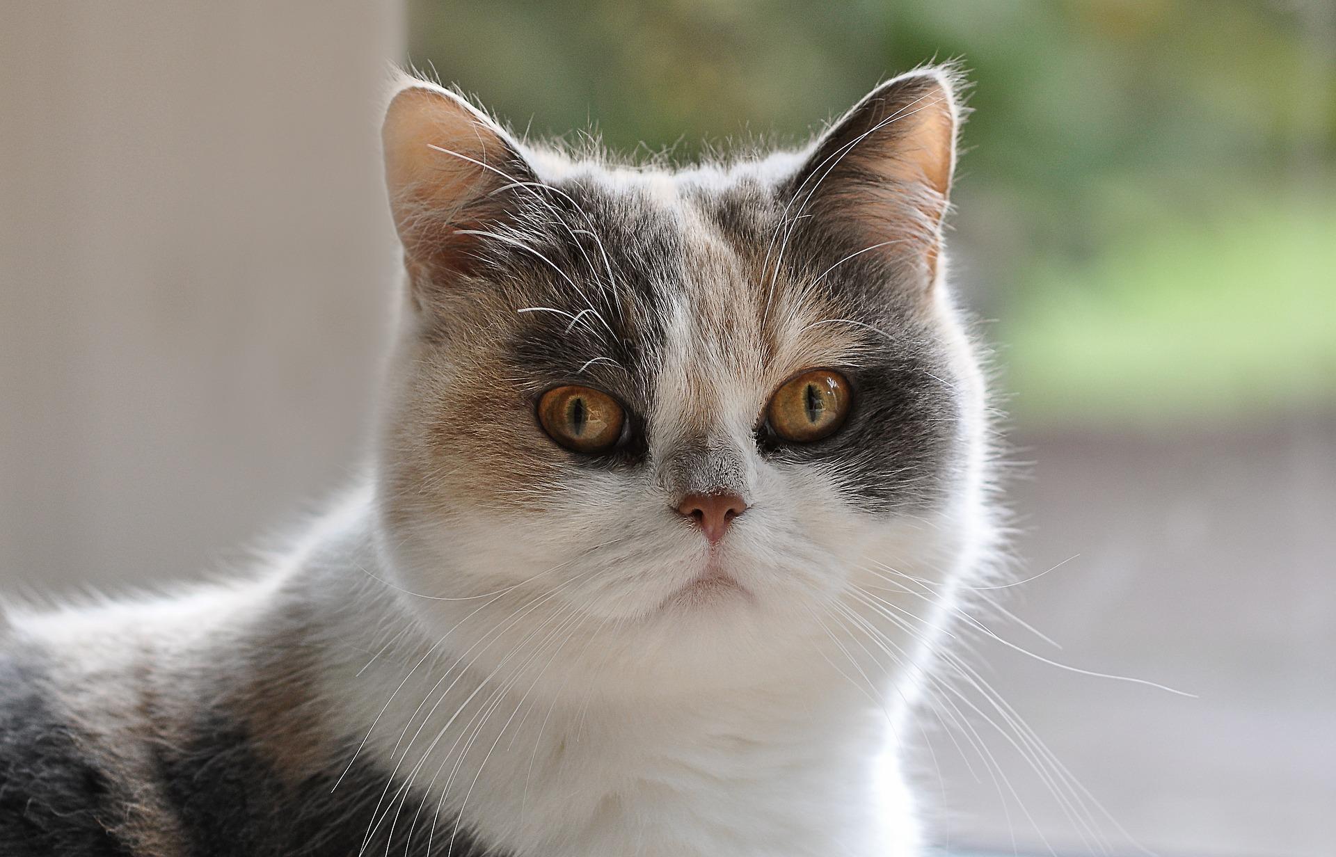 10 Calm Cat Breeds - The Chillest Cats With Photos