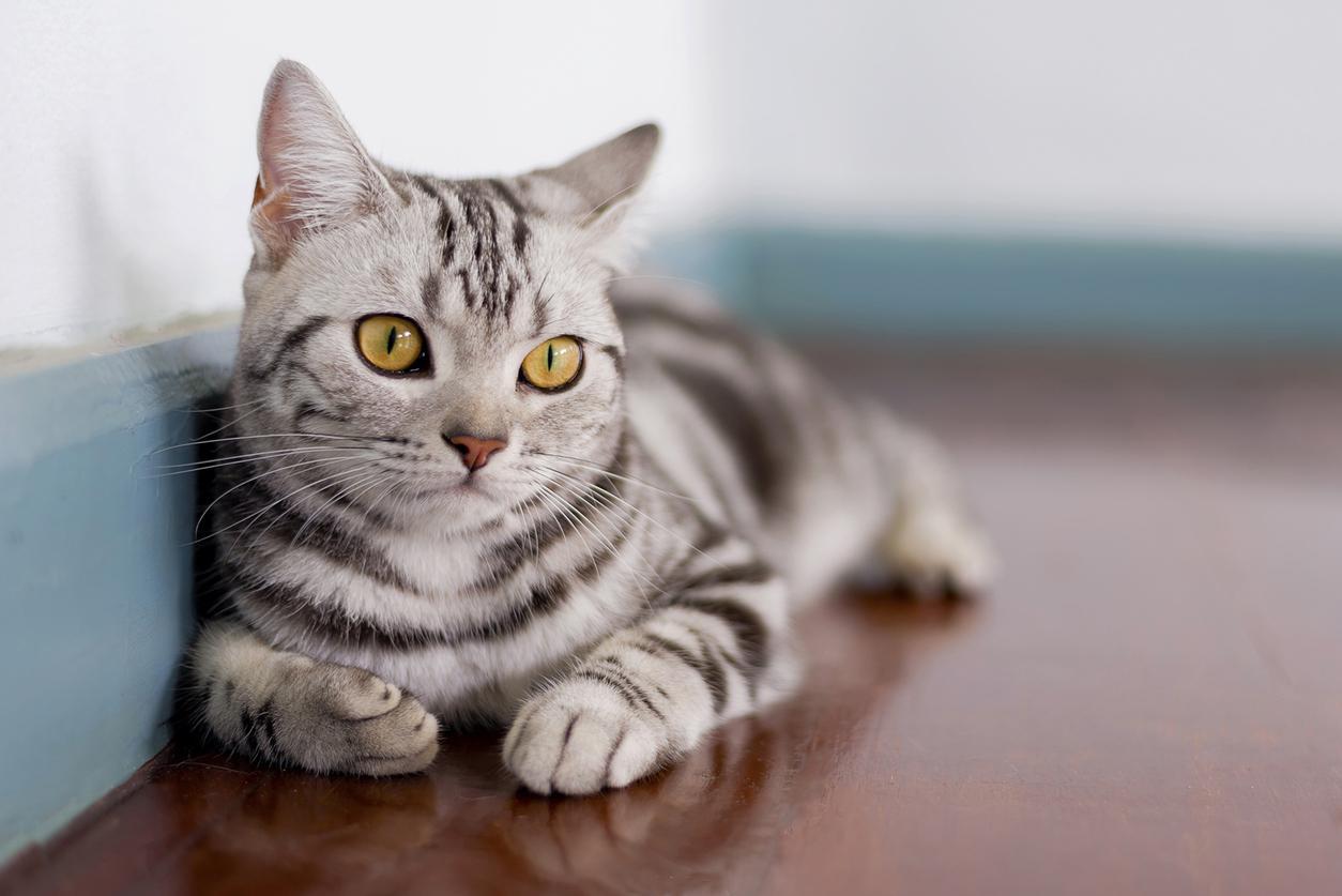 10 Calm Cat Breeds - The Chillest Cats With Photos