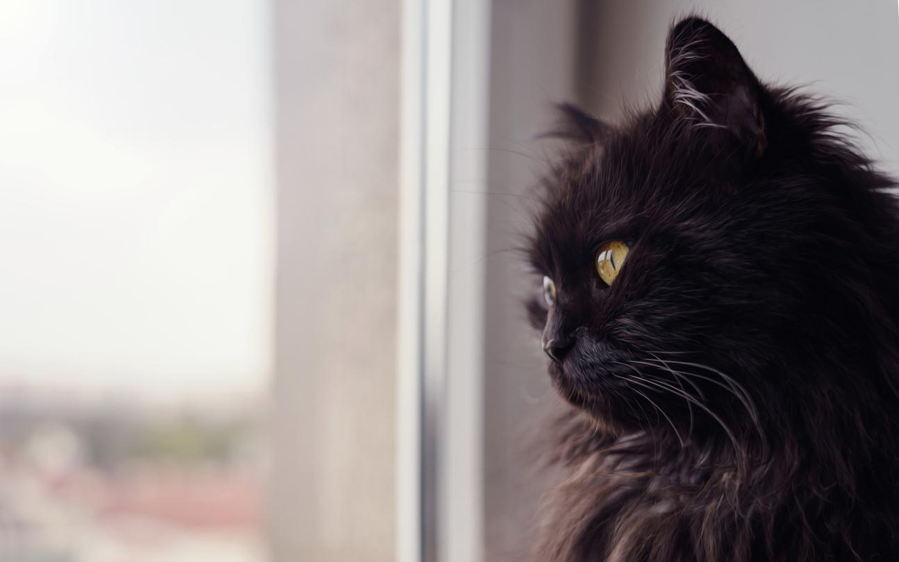 10 Calm Cat Breeds - The Chillest Cats With Photos
