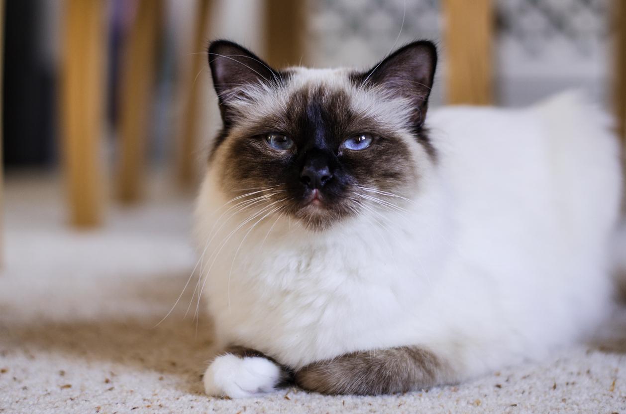 10 Calm Cat Breeds - The Chillest Cats With Photos