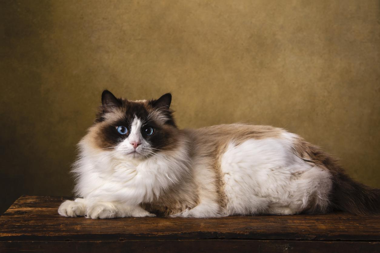 10 Calm Cat Breeds - The Chillest Cats With Photos