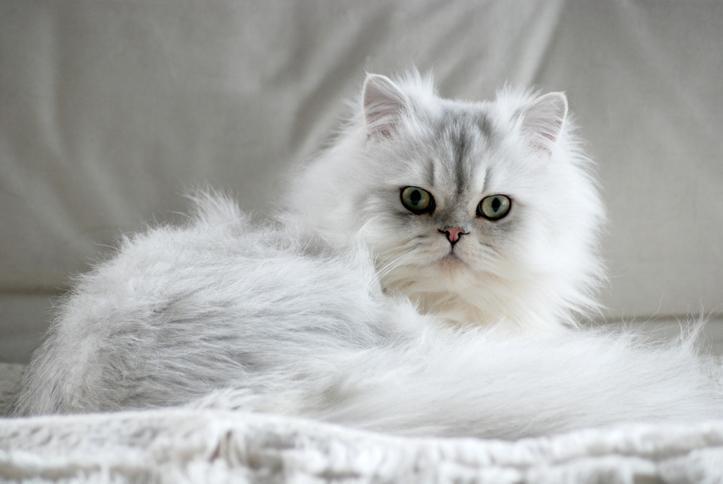 10 Calm Cat Breeds - The Chillest Cats With Photos