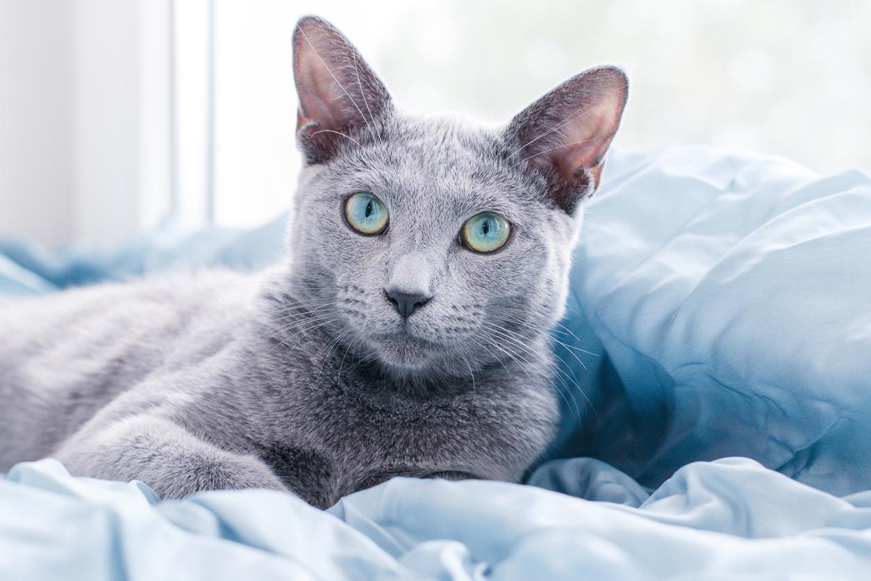 10 Calm Cat Breeds - The Chillest Cats With Photos