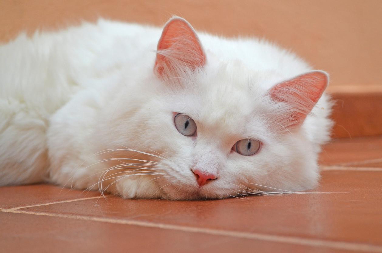 10 Calm Cat Breeds - The Chillest Cats With Photos