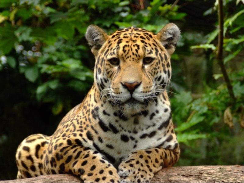 Jaguar's Diet - What They Eat and How They Hunt