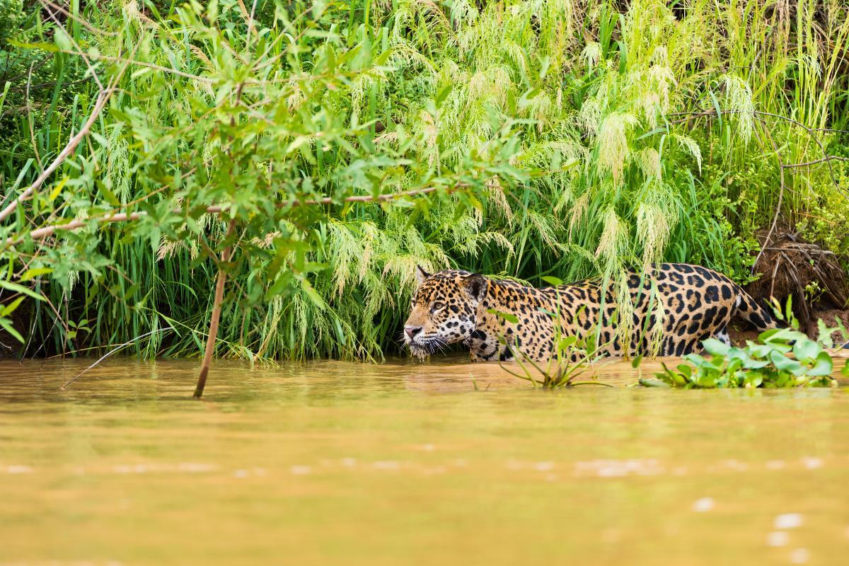 Jaguar's Diet - What They Eat and How They Hunt