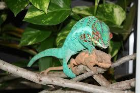 Chameleons Reproduction - Eggs or Live Birth?