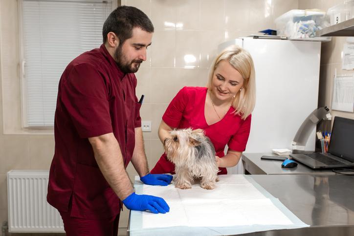 Rectal Prolapse In Dogs - Symptoms, Causes and Treatment