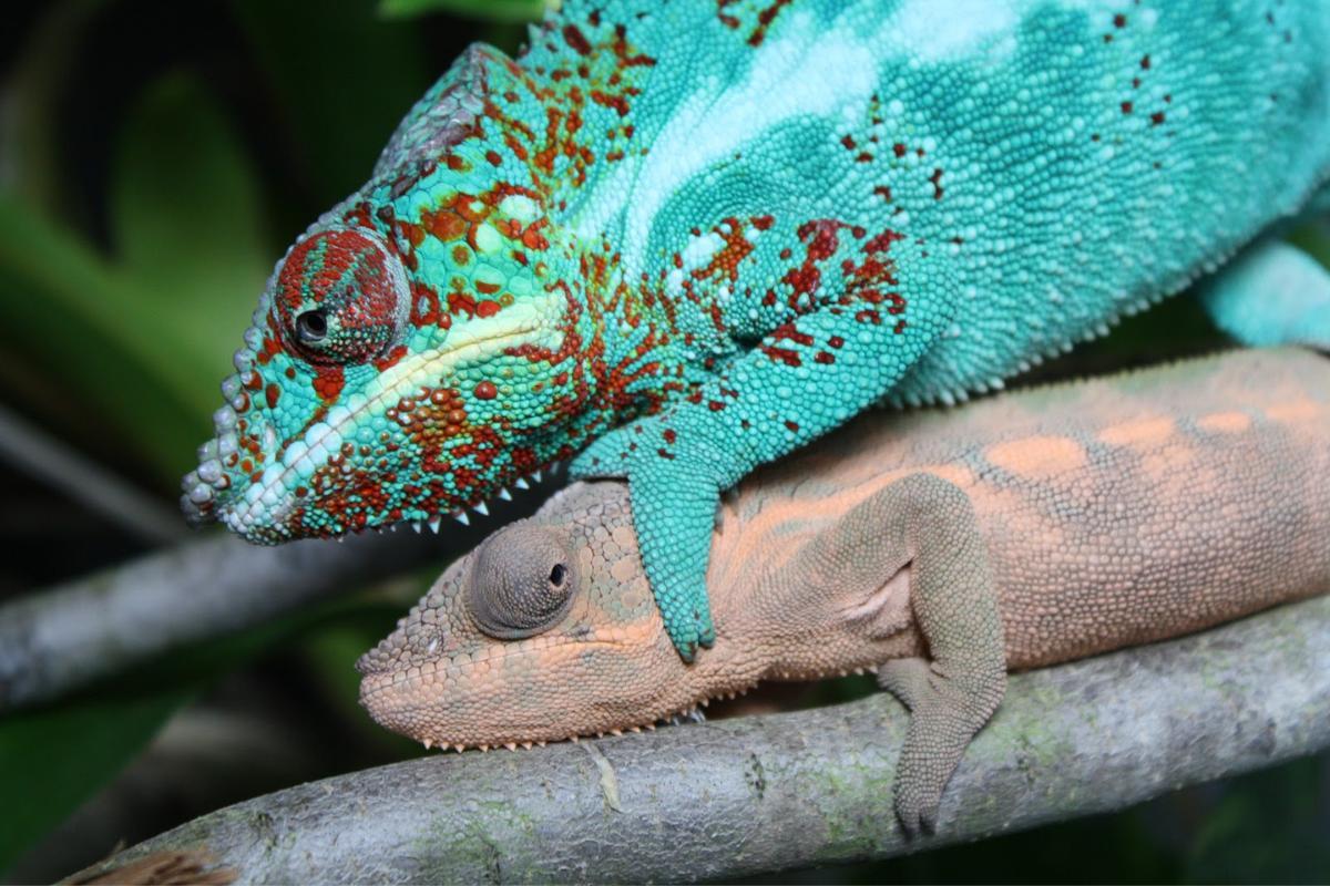 Chameleons Reproduction - Eggs or Live Birth?